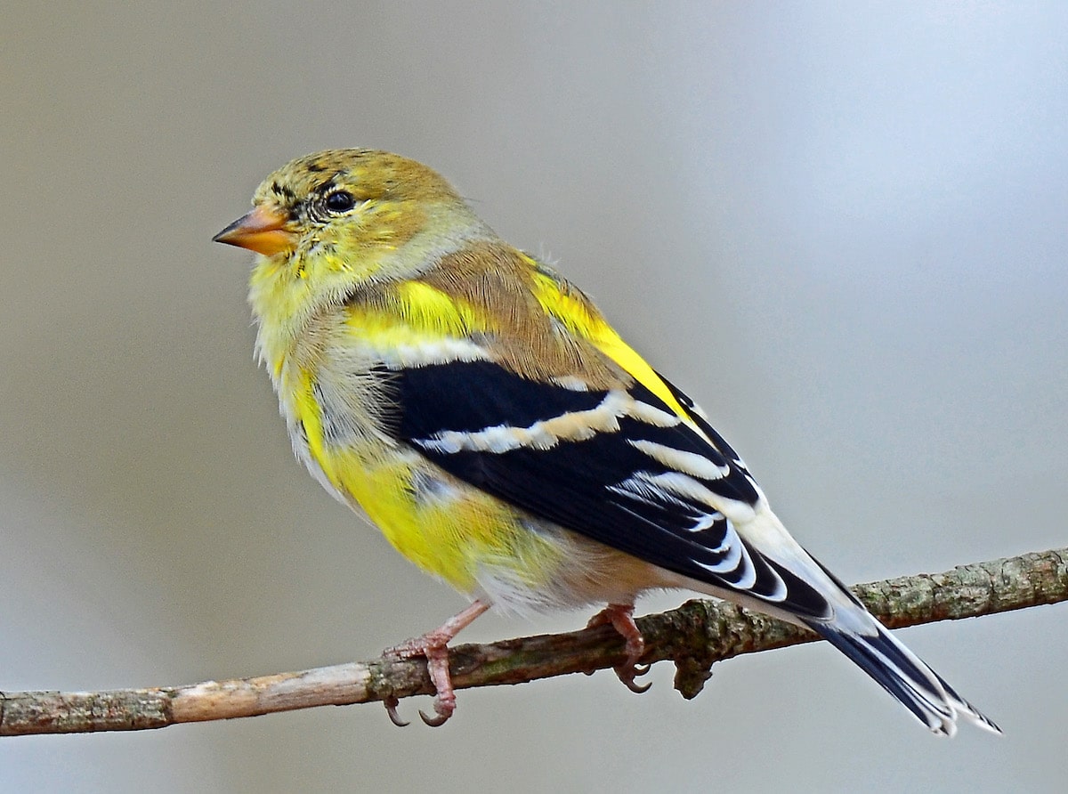 Moulting birds - Smart Bird ID