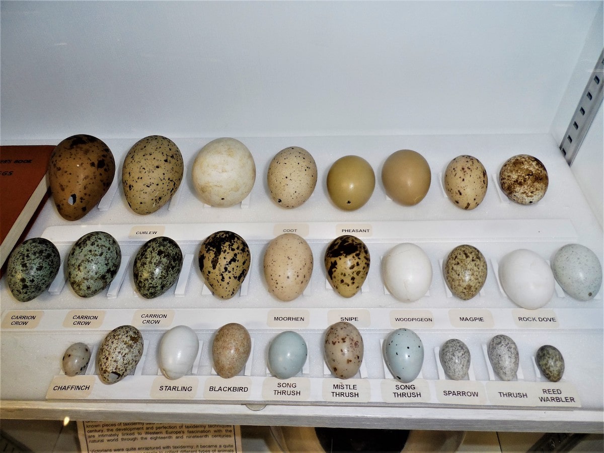 The secret world of Bird Eggs - Smart Bird ID