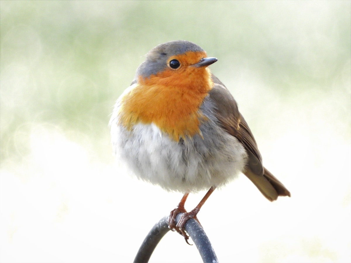 12 Fun facts about the Robin - Smart Bird ID