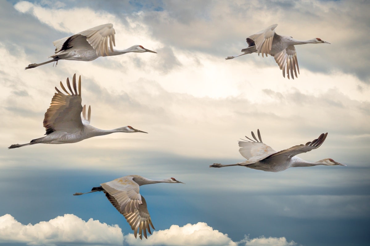 Why do birds migrate? - Smart Bird ID