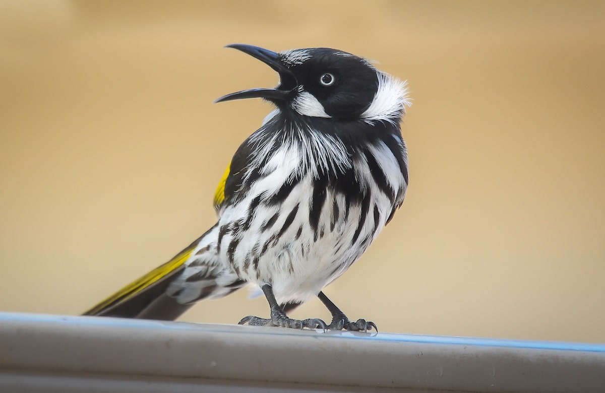Identify birds by Ear - Smart Bird ID