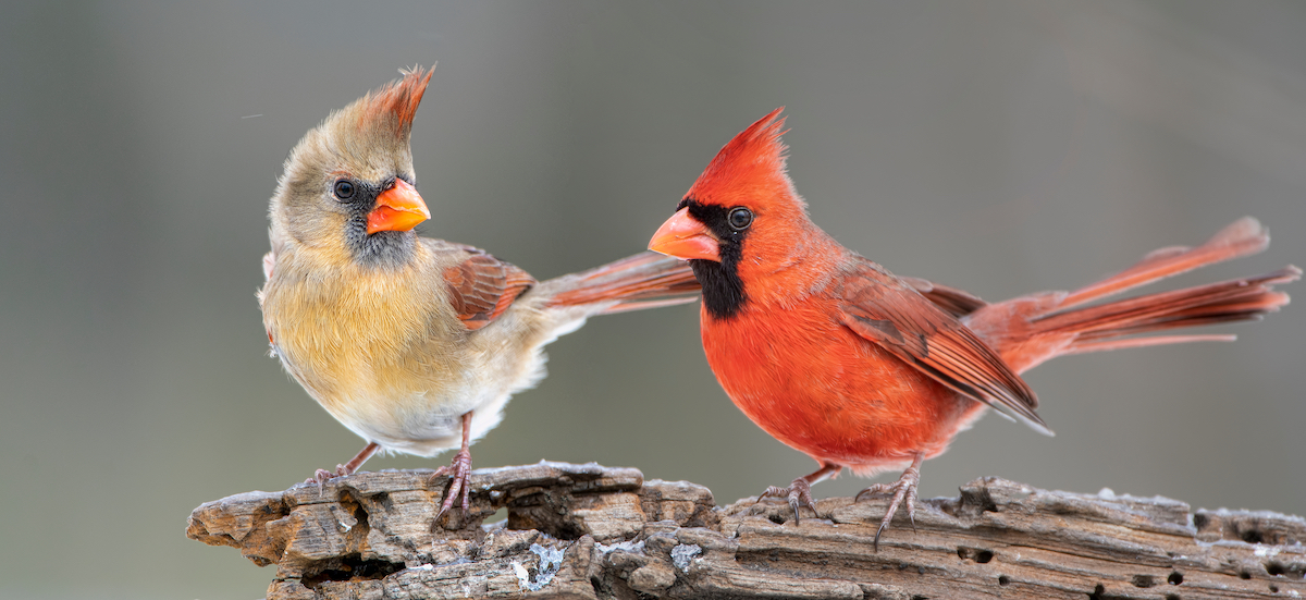 12 Fun facts about the Cardinal - Smart Bird ID