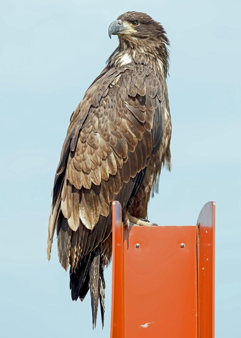 Exploring the Life Stages of Birds - Smart Bird ID