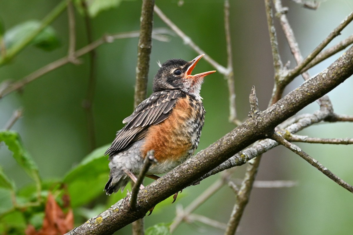 Exploring the Life Stages of Birds - Smart Bird ID