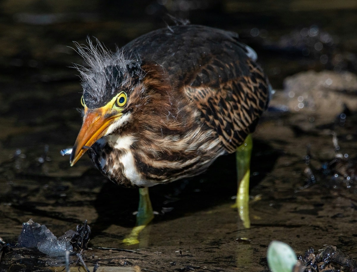 Exploring the Life Stages of Birds - Smart Bird ID